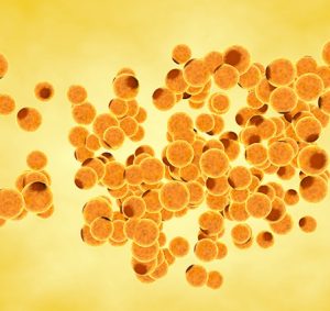 Orthobiologics Procedures BPB MEDICA™- Biopsybell